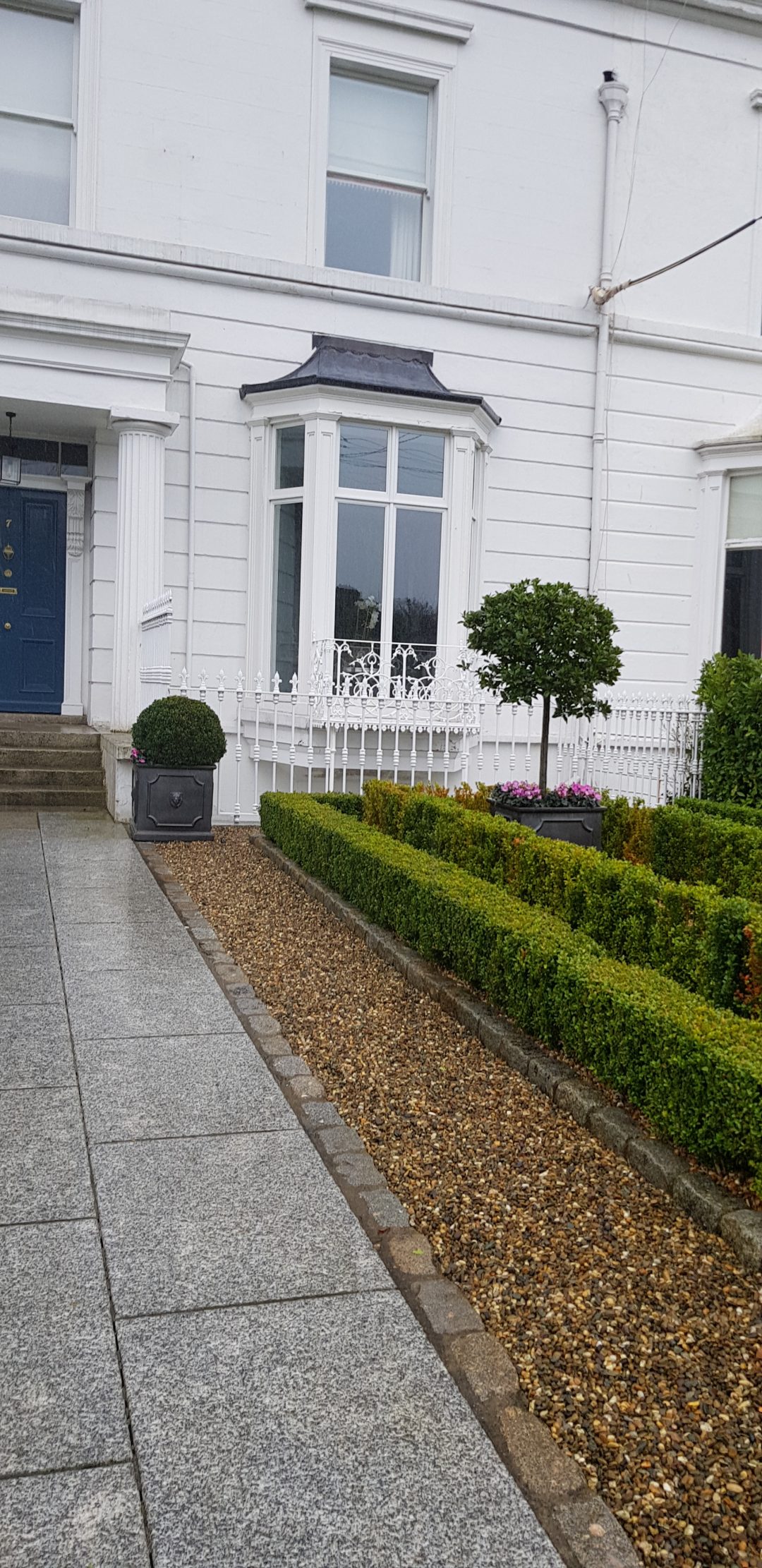 Box (Buxus Sempervirens) - Their use & care
